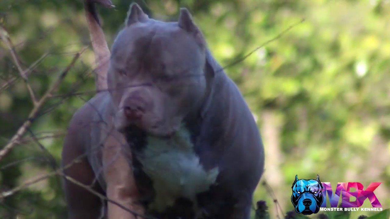 King Louii - Short Walking Clip - YouTube