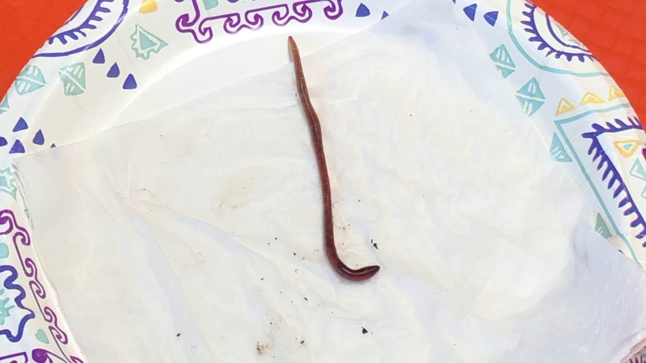 Wonderful Worms! - YouTube