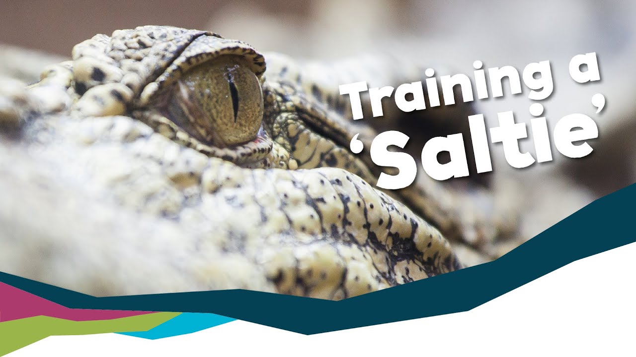 Target Training A Saltwater Crocodile - Enrichment Time [Paignton Zoo ...