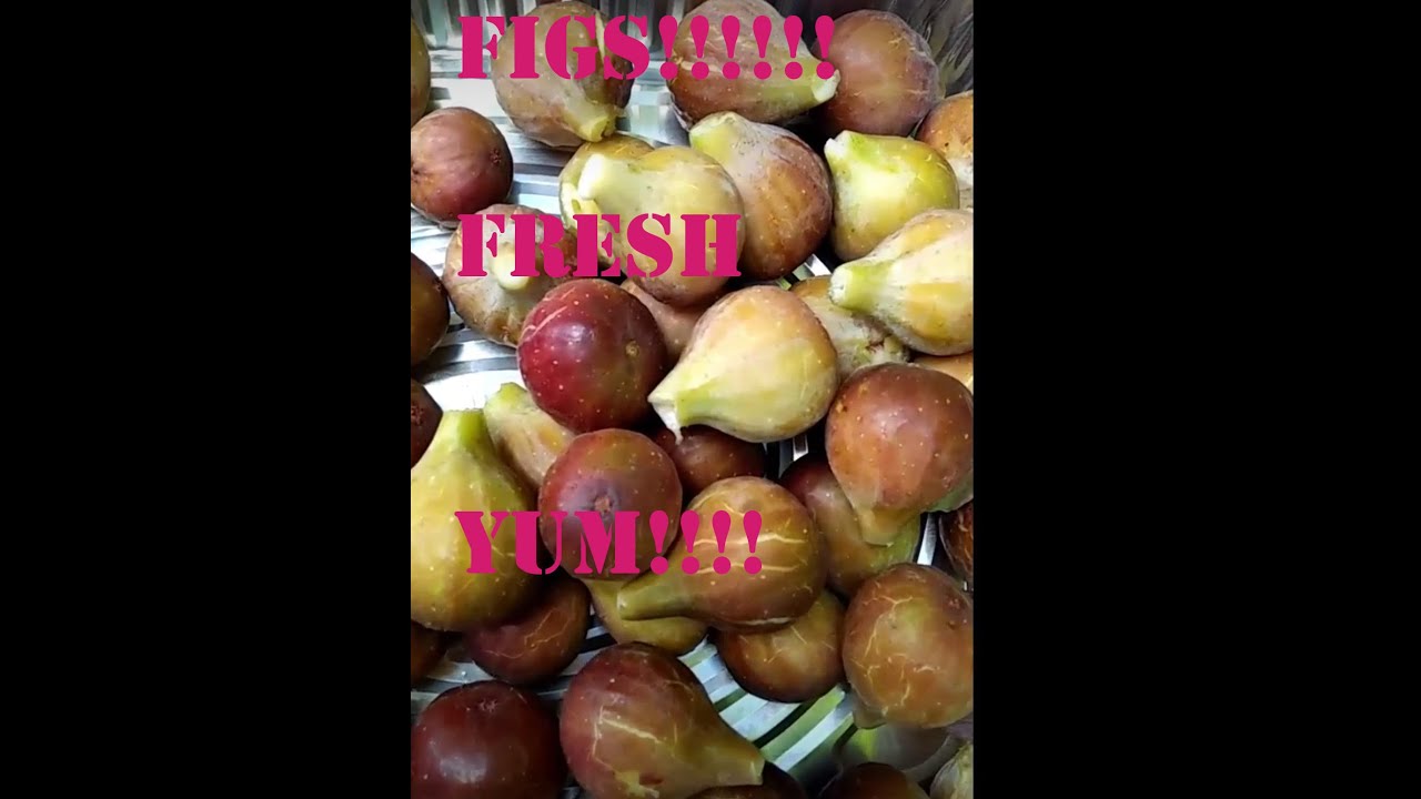 FIGS//rose&irvin venture - YouTube