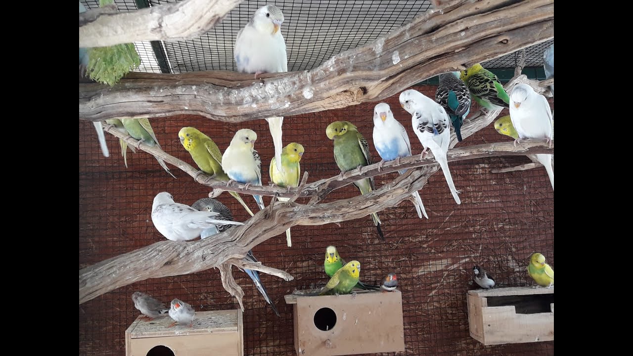 Periquitos y Diamantes Comiendo juntos - YouTube