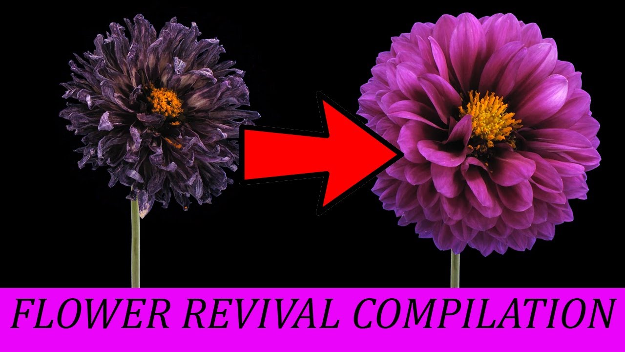 Timelapse Revival Flowers Compilation, Dying Flowers In Reverse - YouTube