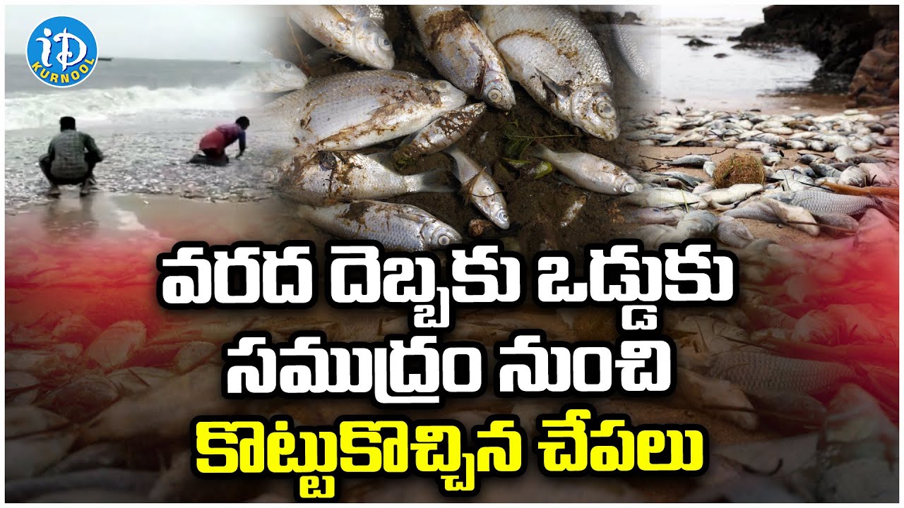 Thousands of Fish Wash Ashore on Bheemili Beach | Visakhapatnam ...