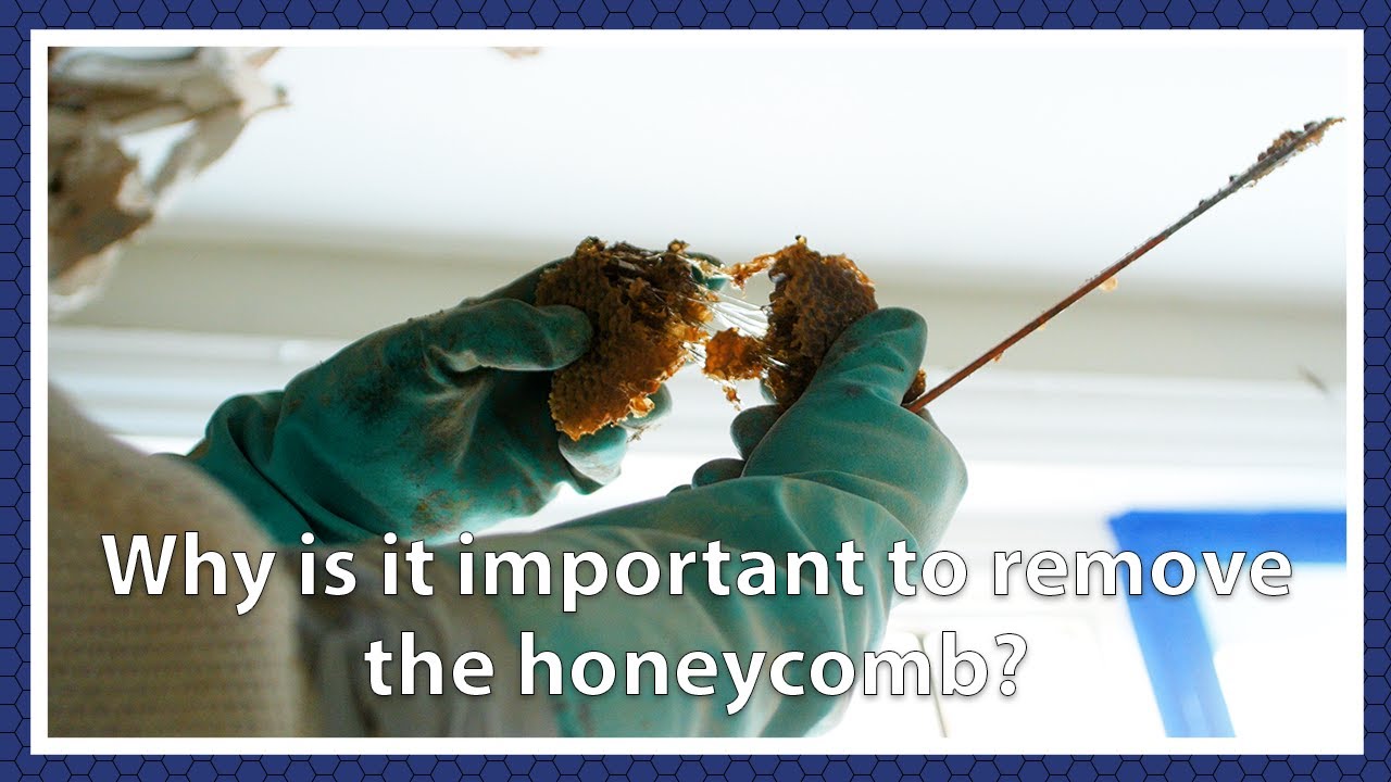 Why is it important to remove the honeycomb? - YouTube