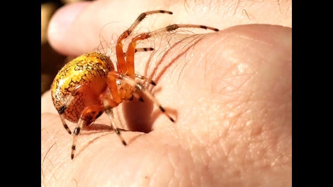 Marbled Orbweaver Spider Youtube