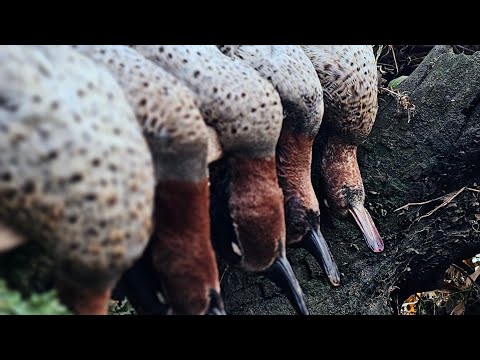 Av tüfeklerinde şok seçimi nasıl olmalı