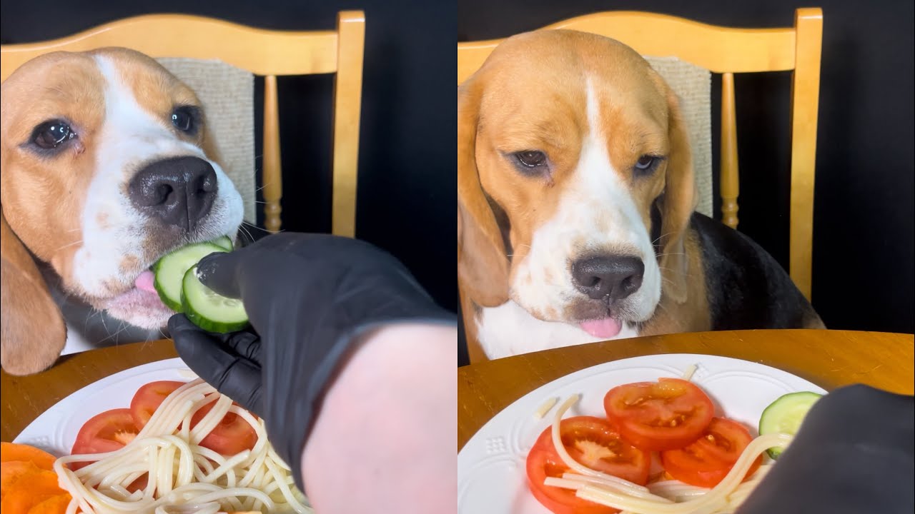 cute beagle eats so deliciously oh my god it smells delicious - YouTube