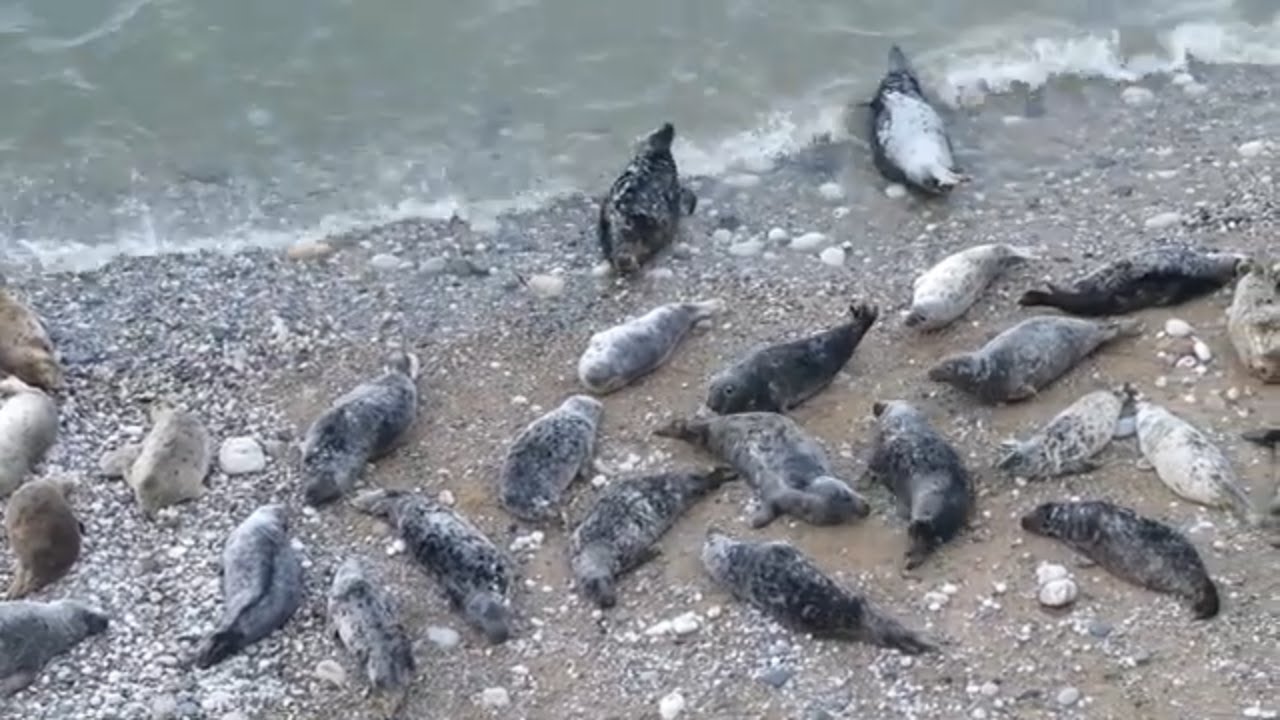 Tuesday afternoon seals - 2nd April 2024 - YouTube