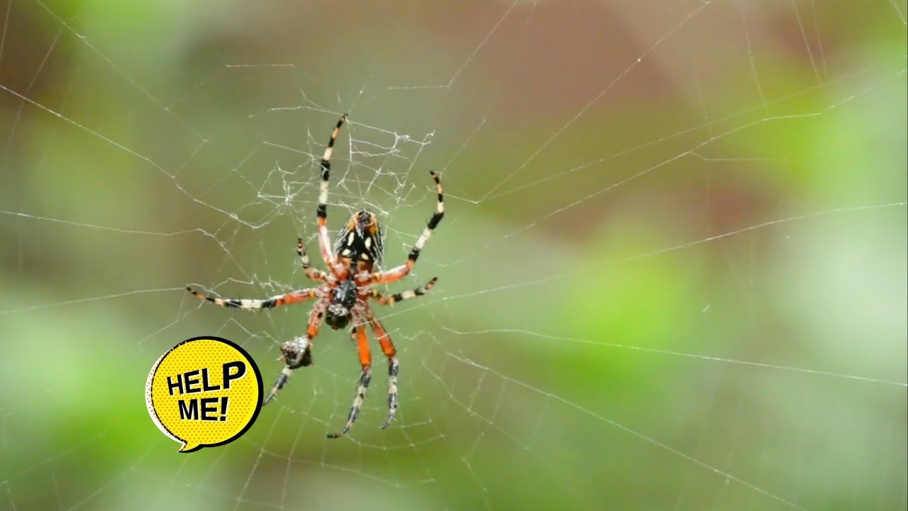 Spider with net Catching Prey | Eating Food | Life Travel Journey | LTJ ...