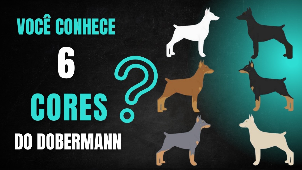 Cores Doberman Dobermann Dogs Breed Information, Temperament, Size