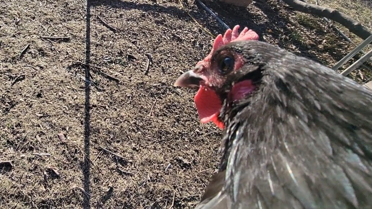 The Brooding Chicken Became my Pet - YouTube
