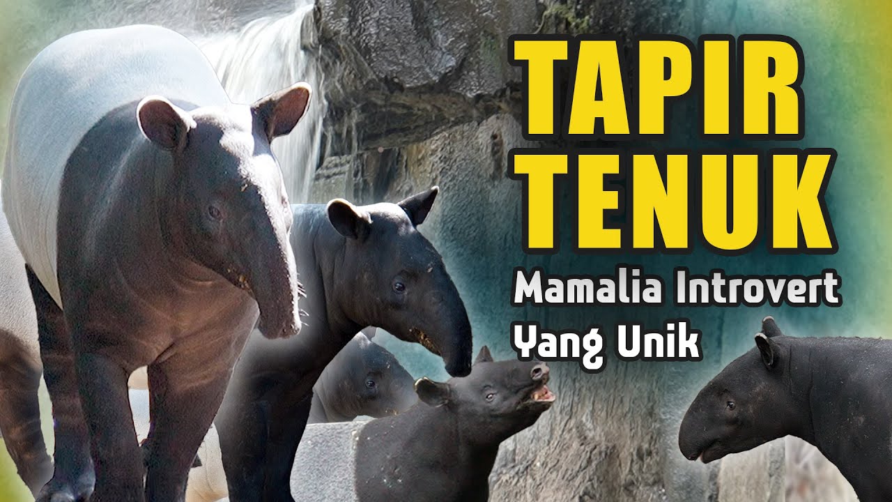 TAPIR-Mamalia introvert yang unik #tapir #tapirtenuk #tenuk #tapiriver ...