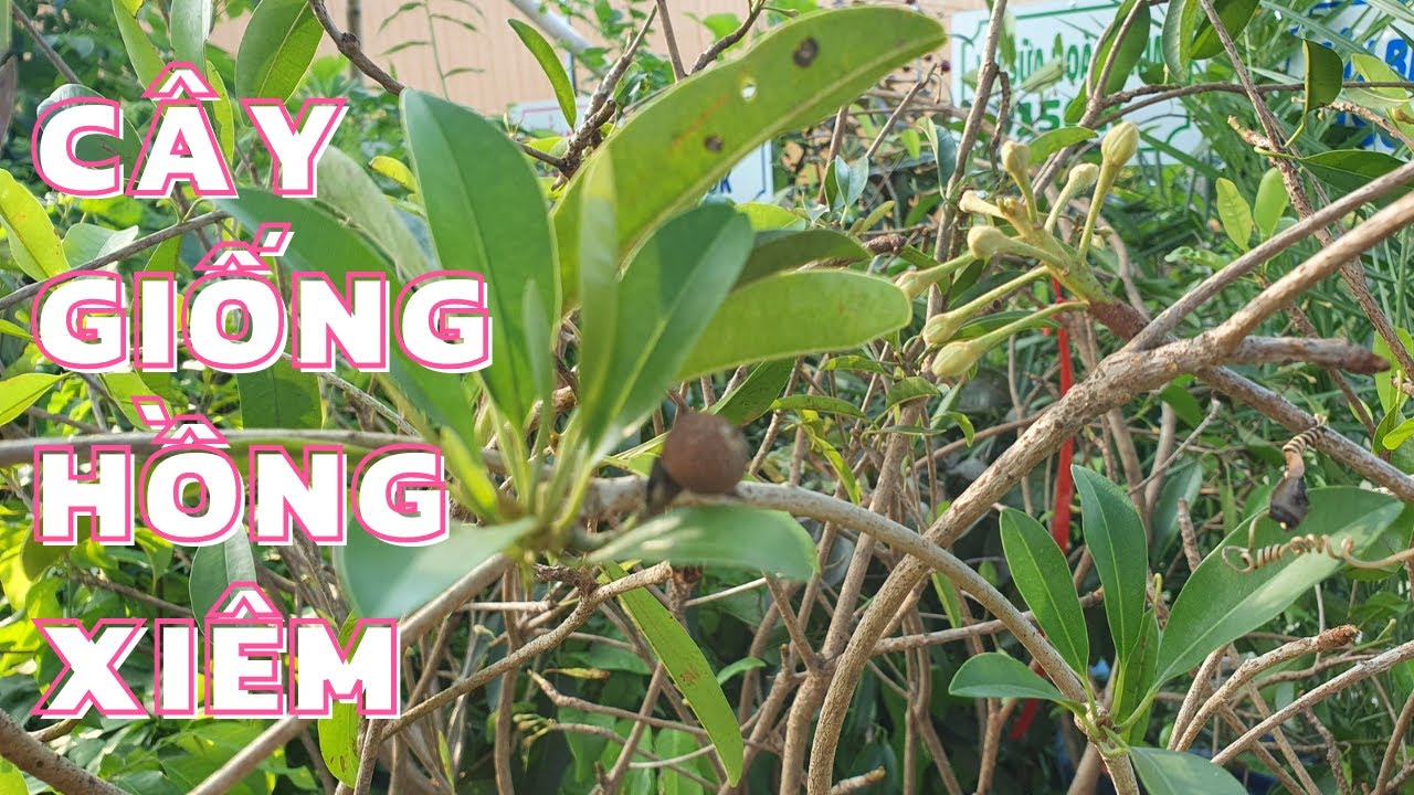 Cây giống hồng xiêm, saboche @dautay-giongcayanqua7376 - YouTube