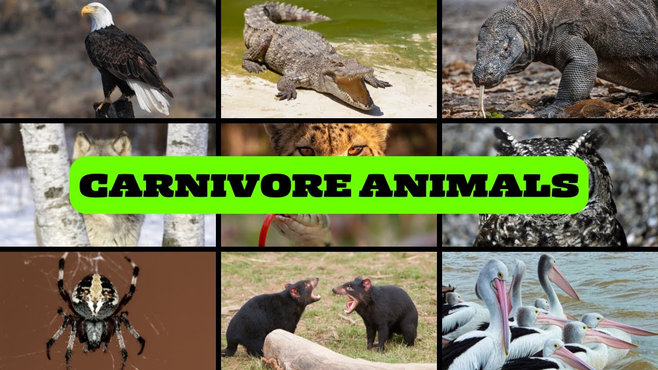 CARNIVORES ANIMALS || PART 1 - YouTube