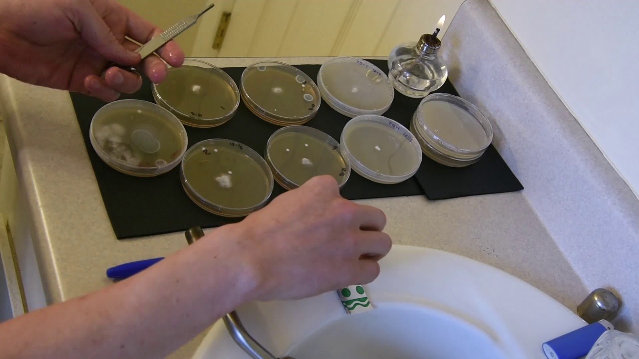 Spore cleanup video 3 - YouTube