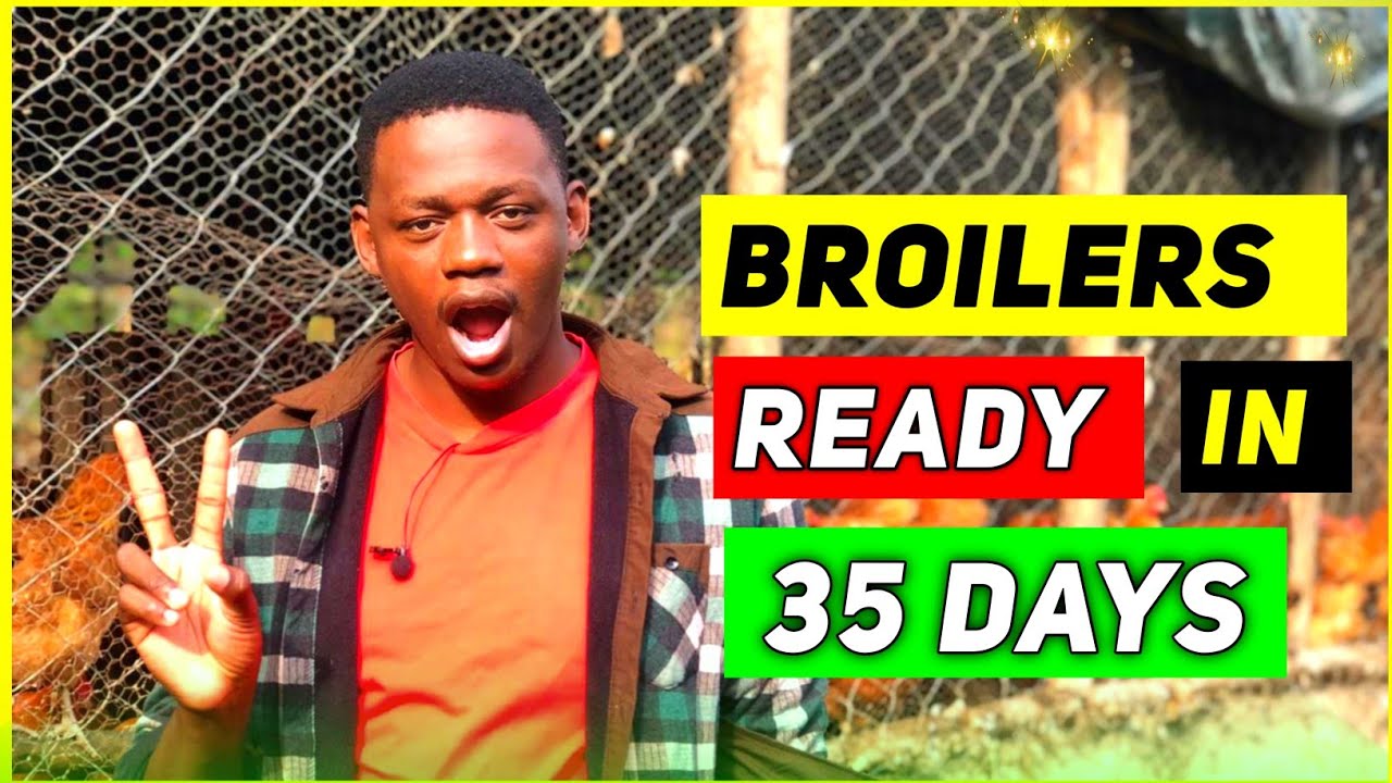 How to make Broiler Starter Mash To Broiler Finisher Mash( Broiler ...