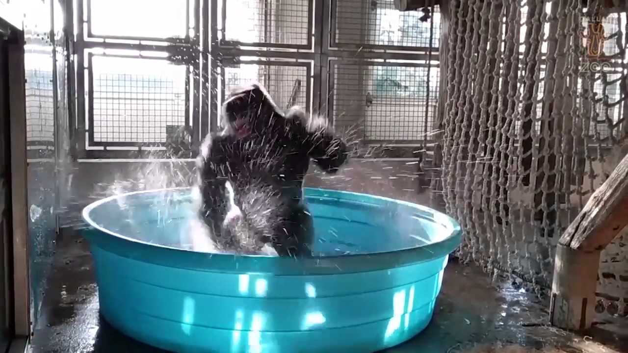 Breakdancing Gorilla Enjoys Pool Behind-the-Scenes - YouTube