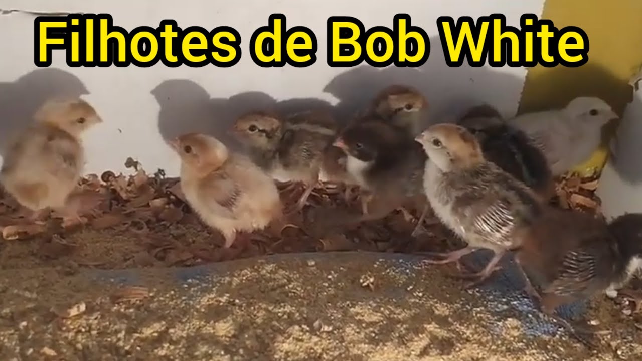 Filhotes da Codorna Bob whati com 7 dias de vida - YouTube