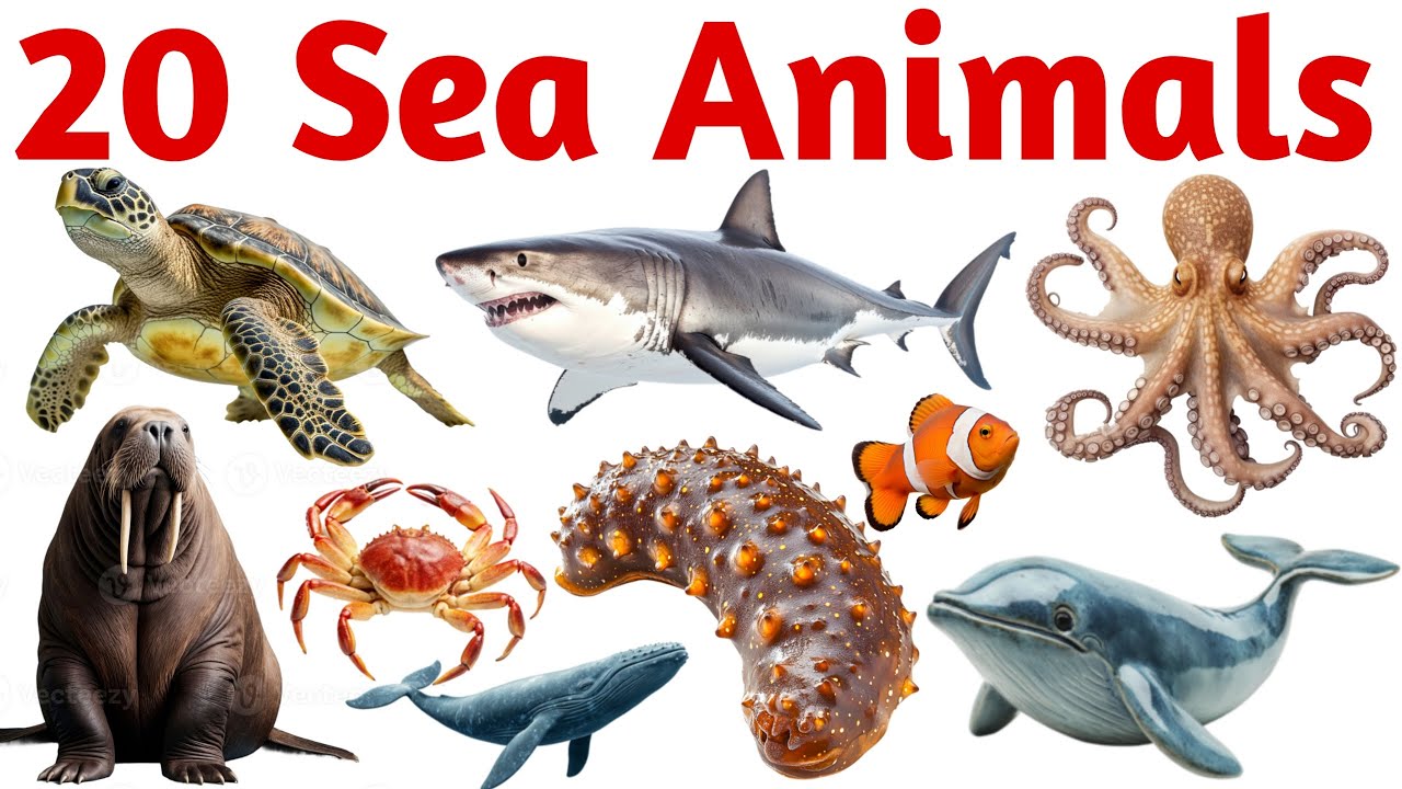 Explore 20 Sea Animals for Kids | Learn Ocean Creatures in English ...