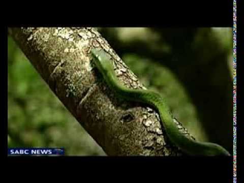 Child dies after a suspected snake bite - YouTube