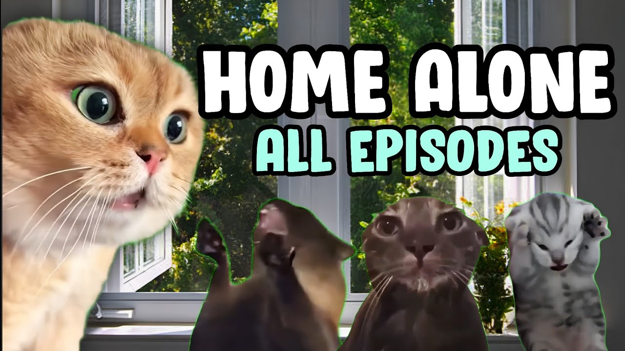 CAT MEMES HOME ALONE COMPILATION - YouTube