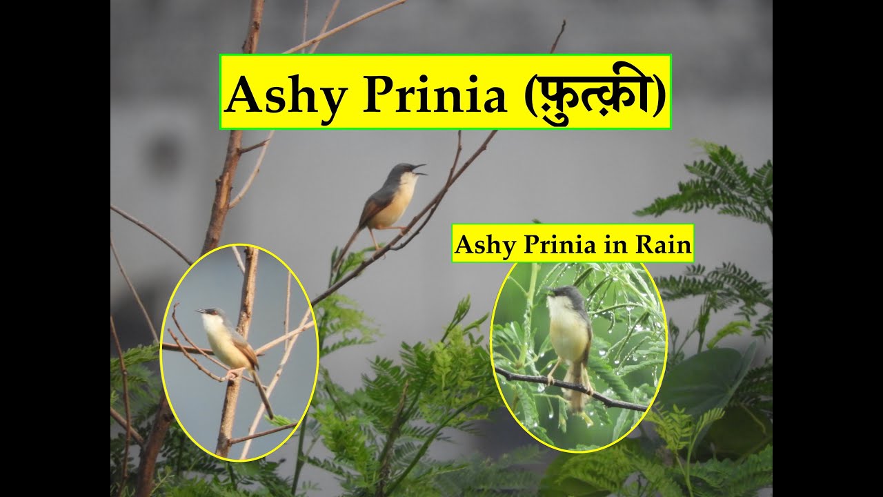 Ashy Prinia/Fudki/AshyPrinia in Rain/Birds in Delhi/Birds of India ...