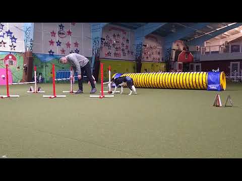 200 Pan Jump Grid - Day #4 Set #1 simple 3-jump grid with Tunnel - YouTube