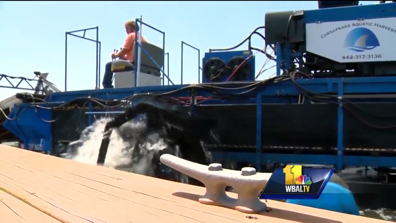 Video: 'Weed shark' battles pesky invasive underwater vegetation - YouTube
