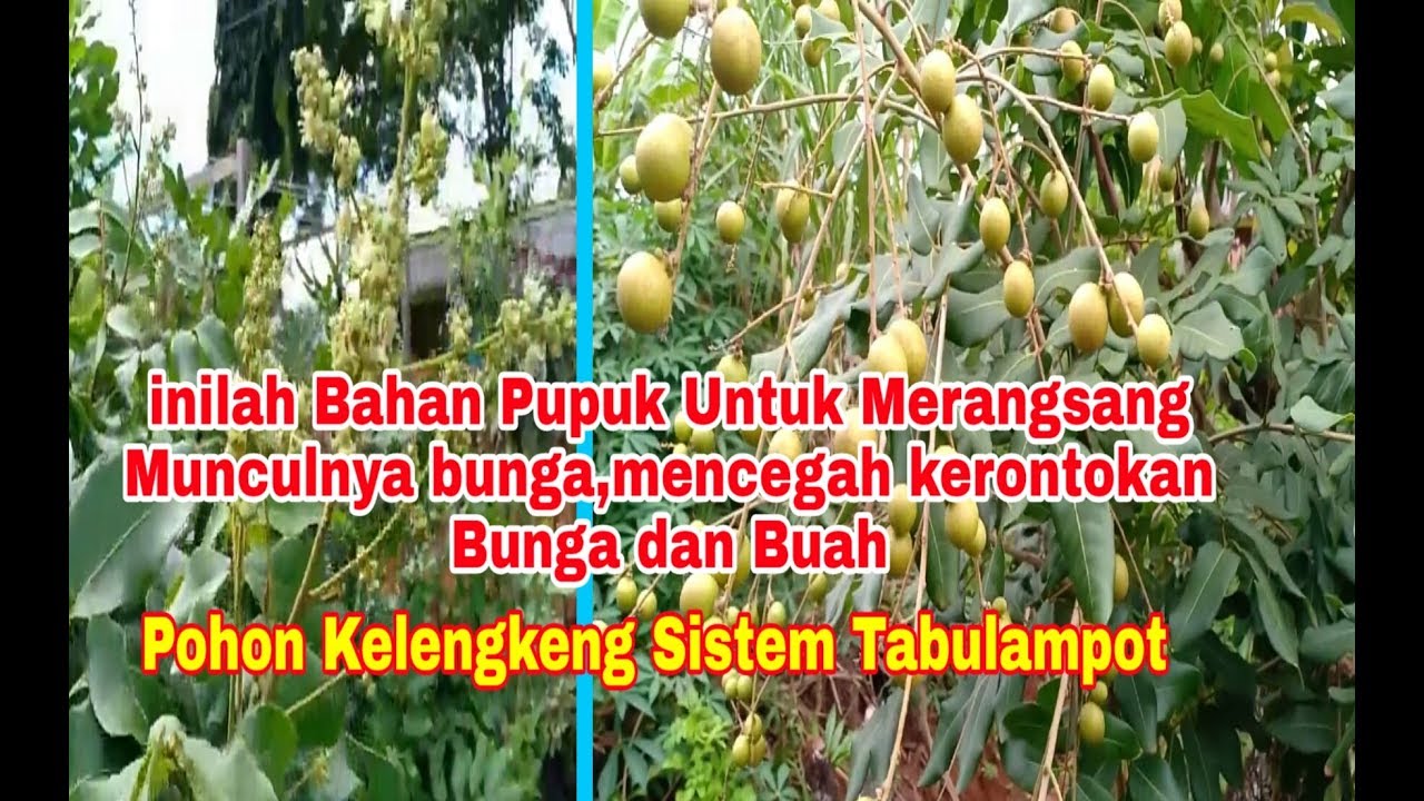 Inilah Bahan Pupuk Merangsang Munculnya Bunga Pada Pohon KELENGKENG ...
