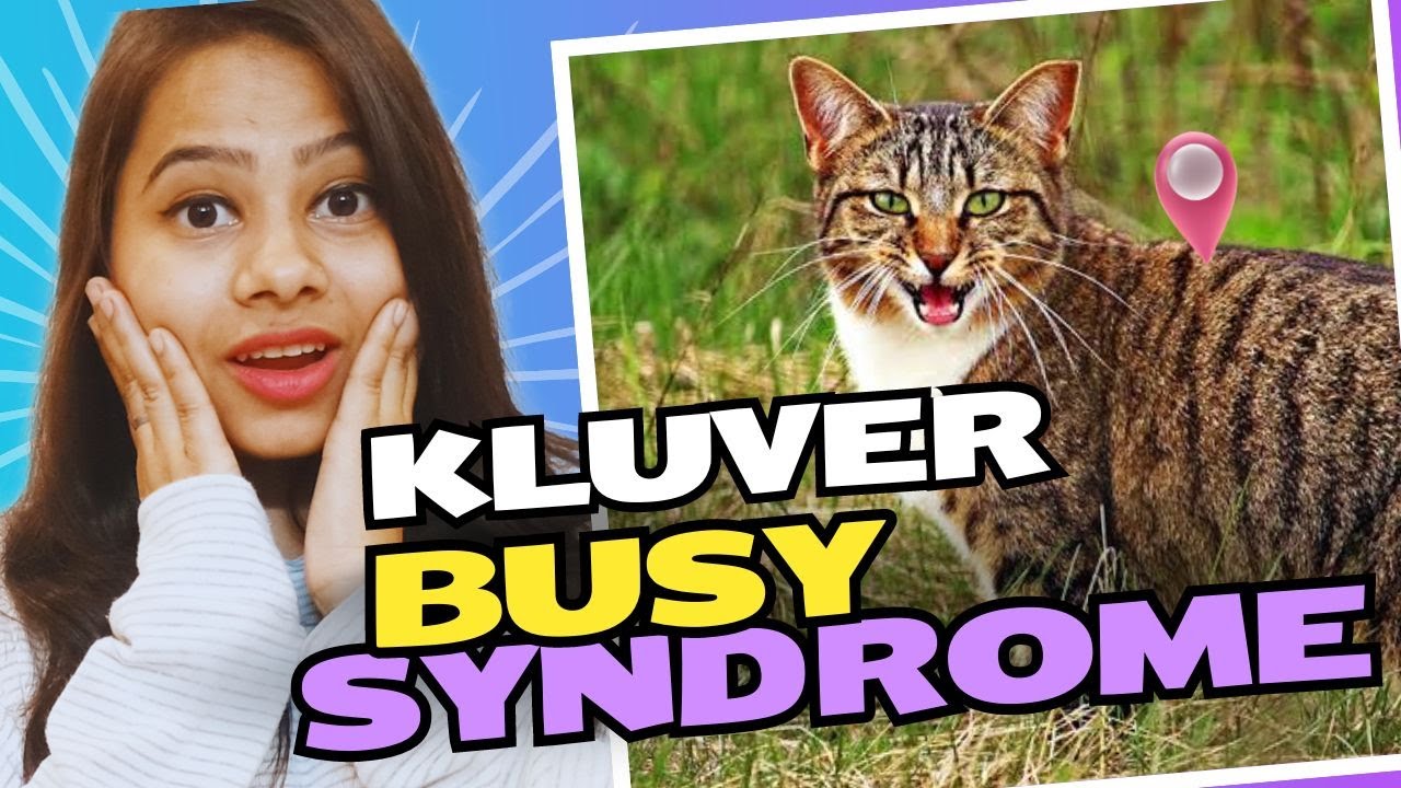 kluver-Busy syndrome - YouTube