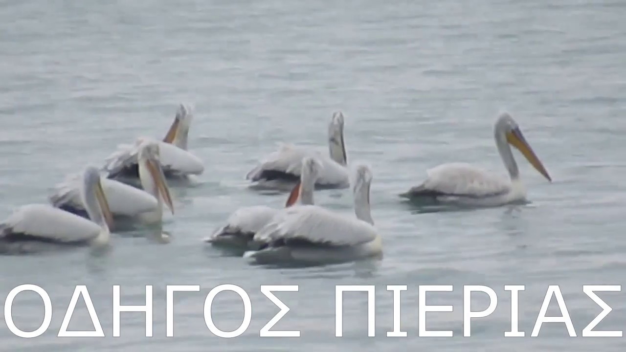 10 πελικανοι στον Μακρυγιαλο 06/04/2020 - YouTube