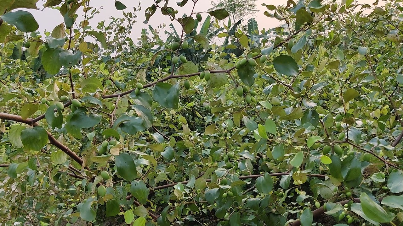 sundari red apple Ber mother plant No 9564629142 - YouTube