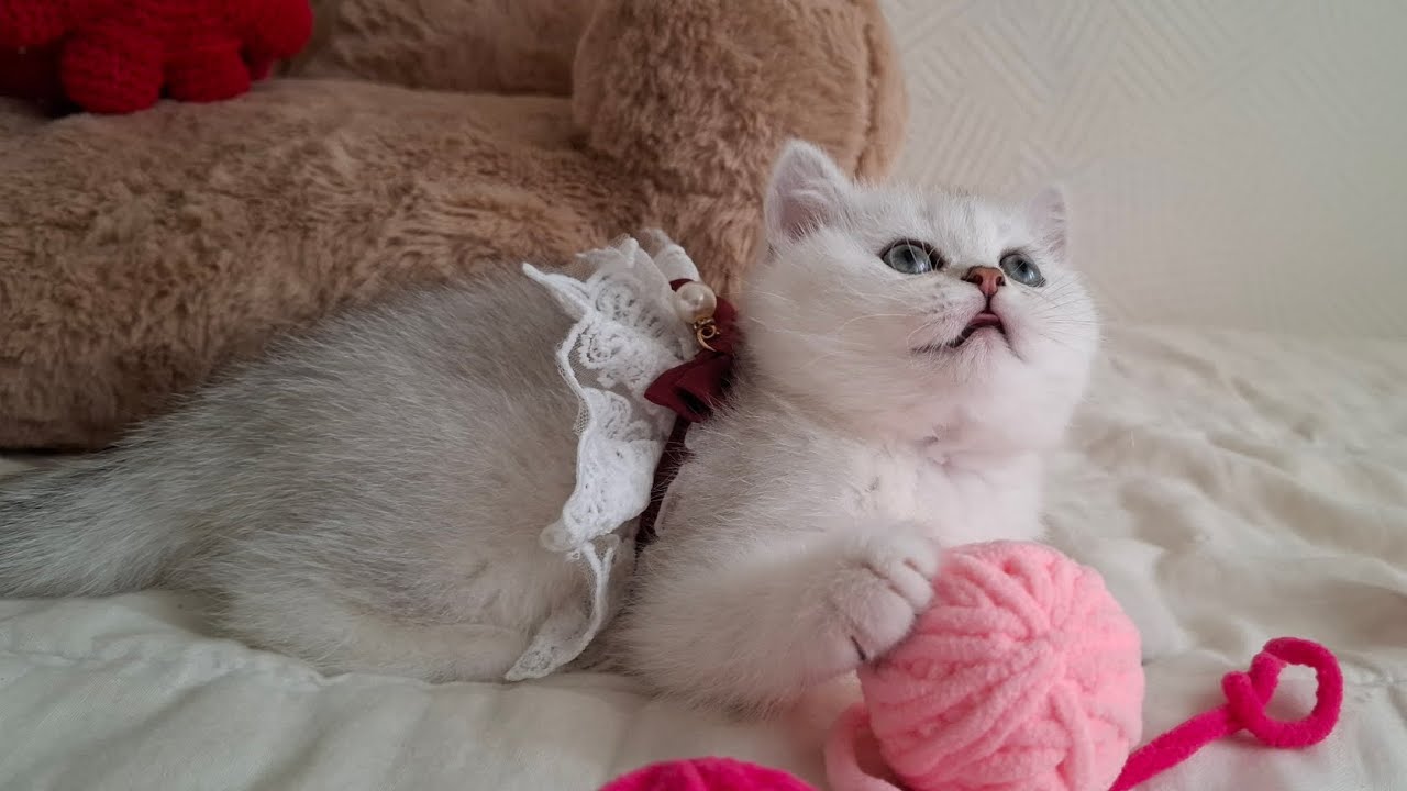 Cutest Kitten Ever. Bijou Looks Stunning in Her Fancy Dress! - YouTube