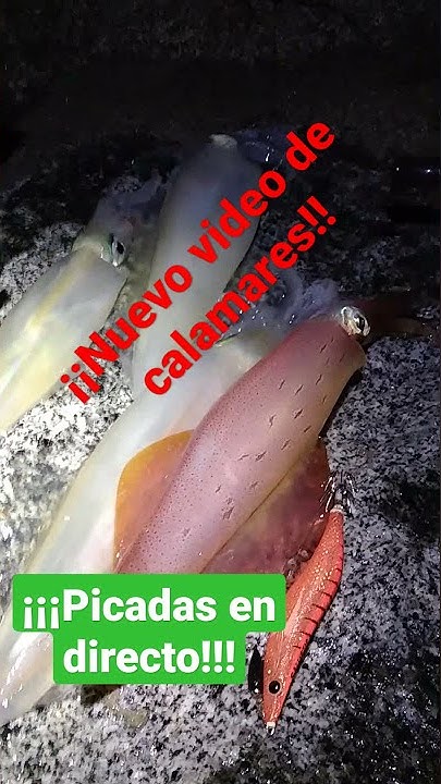 Nuevo video de eging en el canal +11 calamares!!! - YouTube