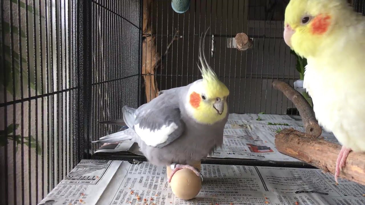 Ball-riding birb and observing birb - YouTube