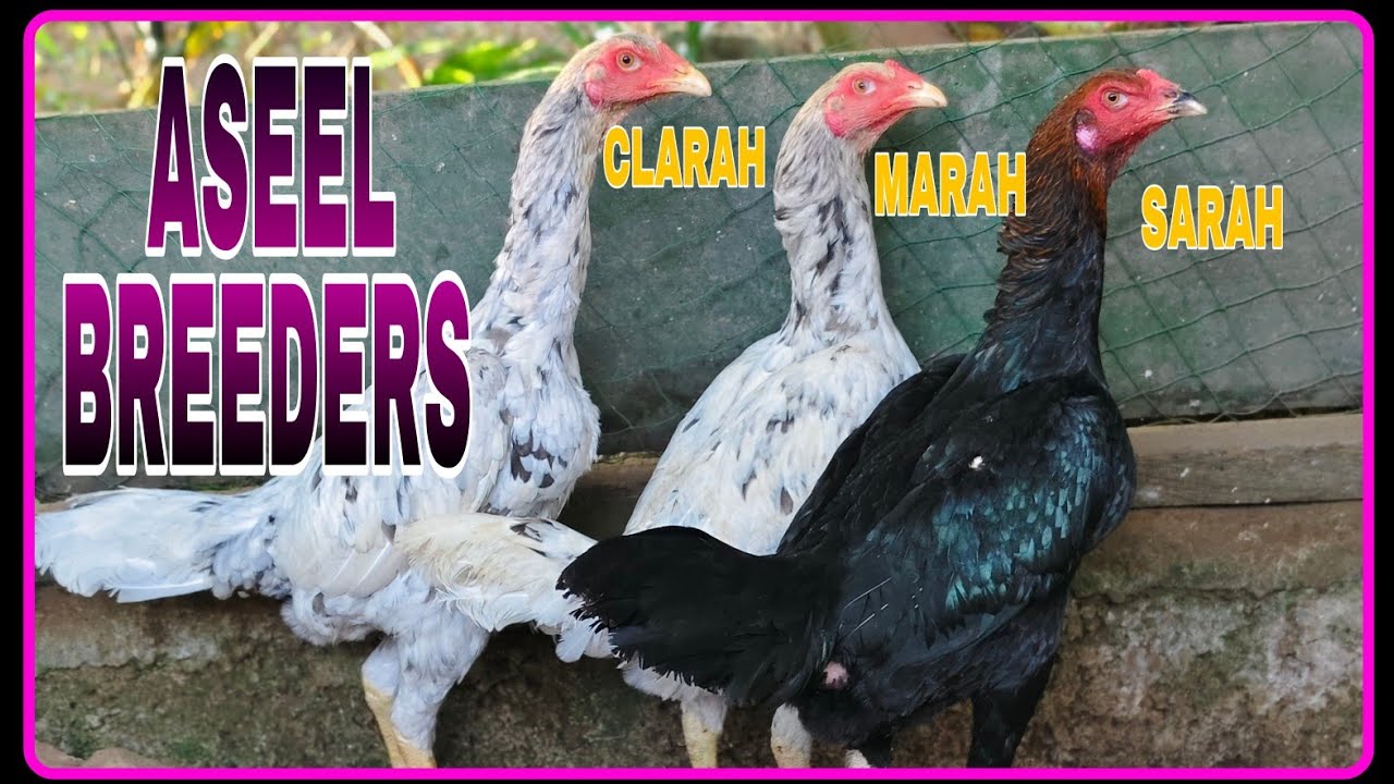 ASEEL BREEDERS SA YARD NGAYONG BREEDING SEASON - YouTube