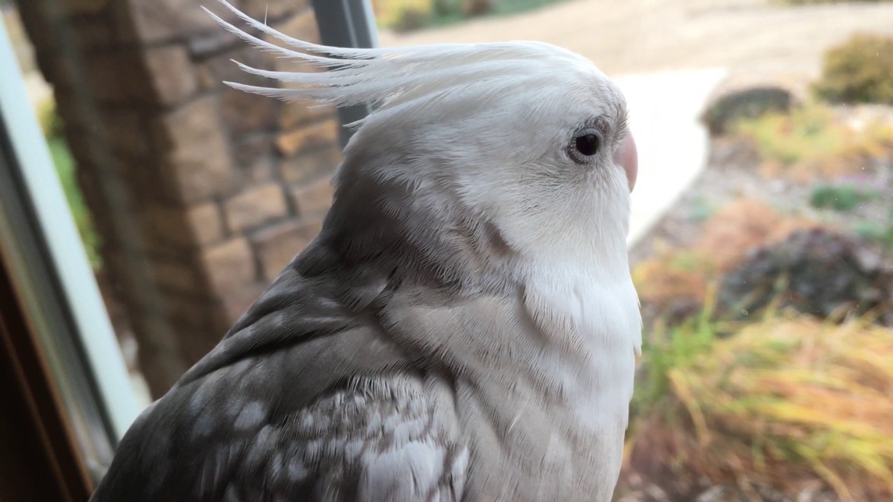 Curious Cockatiel, Curious Dove - YouTube
