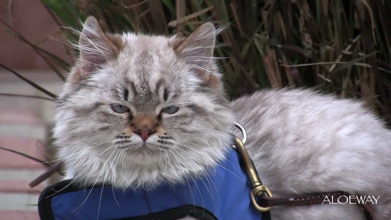 Beautiful Domestic Bobtail Lynx Point color kitty - YouTube