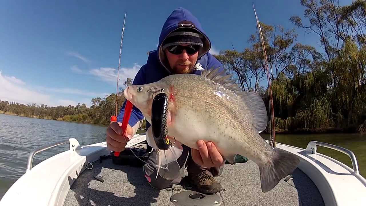 Mixed Bag of Golden perch - YouTube