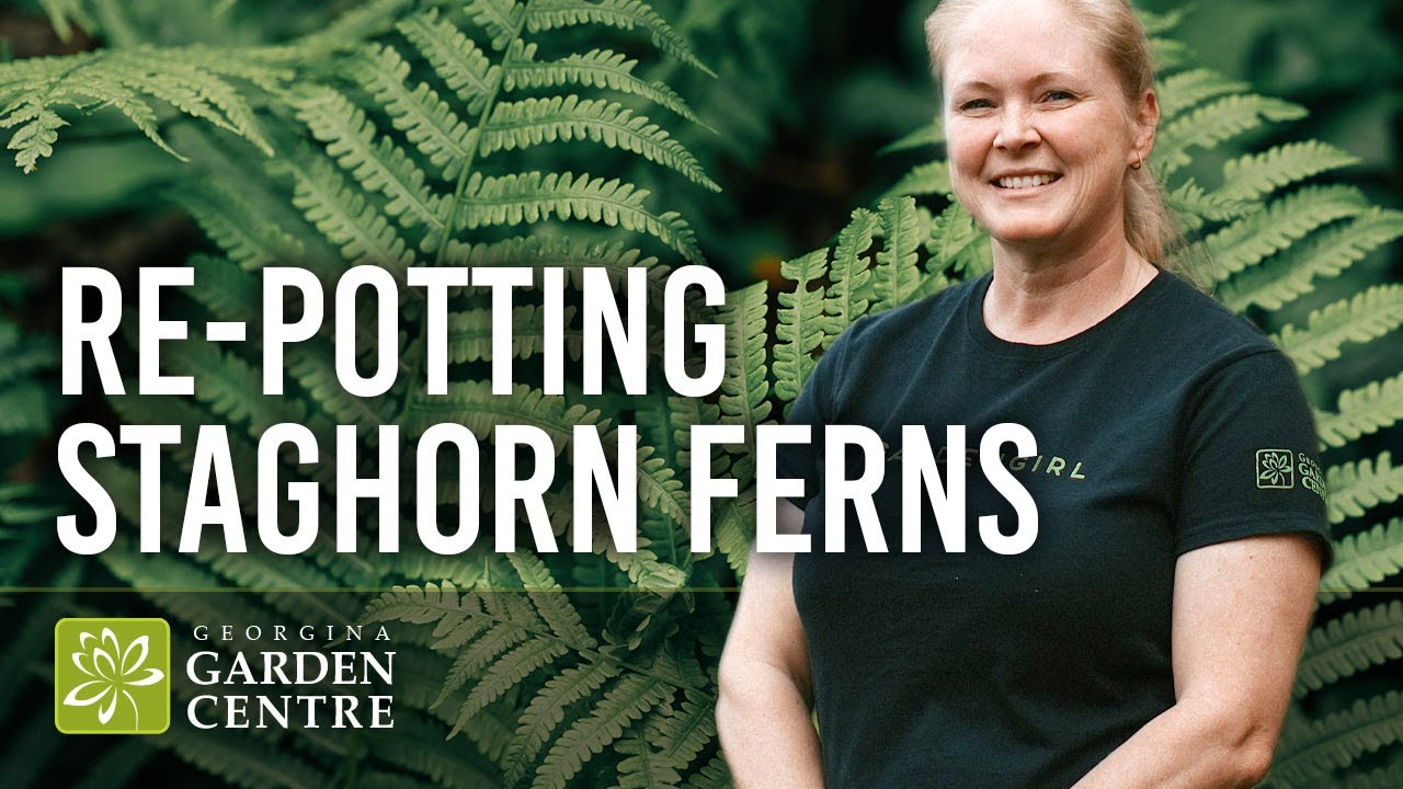 How to Re-Pot a Staghorn Fern with Sphagnum Moss | GGC Garden Girl ...