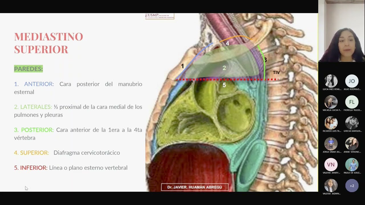 Semana 10: Mediastino / Anatomía 1/ 10- 05- 2022 - YouTube