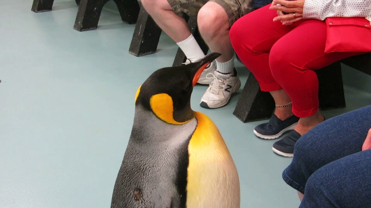 My penguin experience. - YouTube
