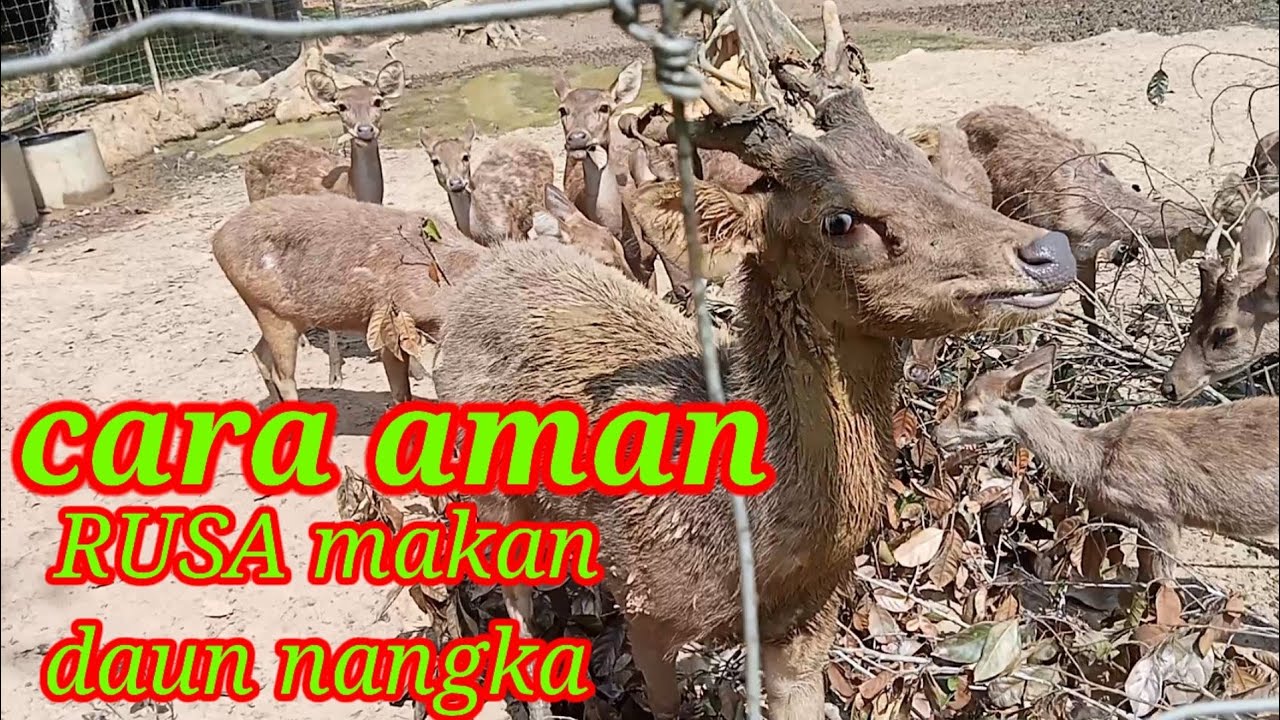 cara aman ngasih rusa makan daun nangka agar tidak sakit perut, - YouTube