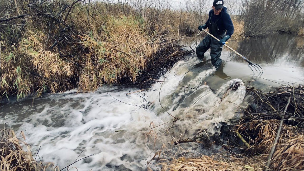 Beaver dam removal. WATERY! STRONG! MASSIVE! - YouTube
