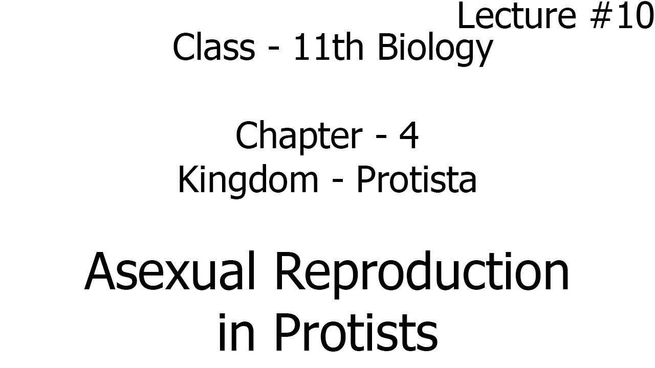 asexual reproduction in protists - reproduction in protists | kingdom ...