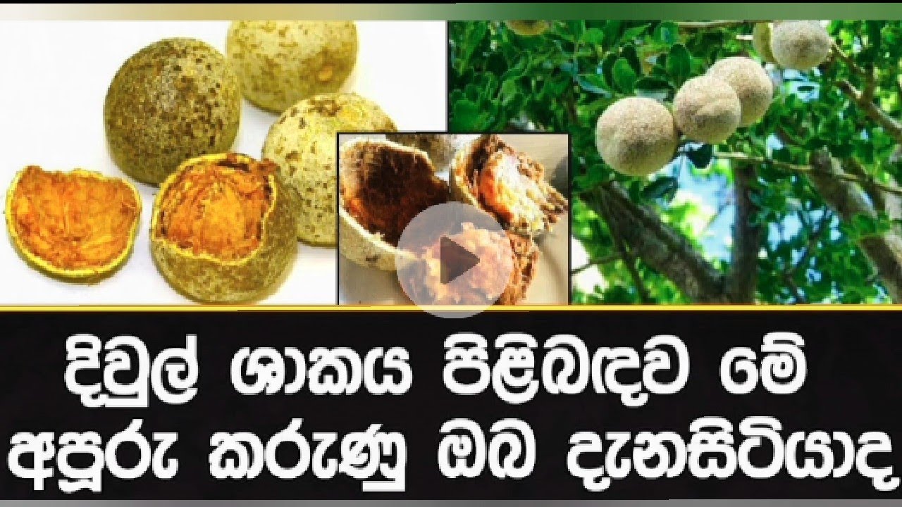 විශ්මිත ගුණ දෙන දිවුල් | Wood apple | diwul | Sakala waga - YouTube