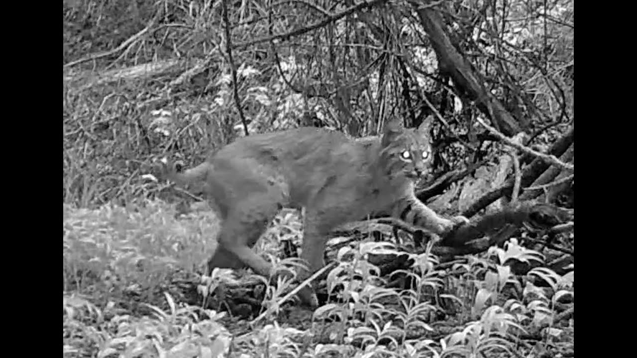 Bobcat Wildcat Hills Nebraska 5 13 23 532am - YouTube