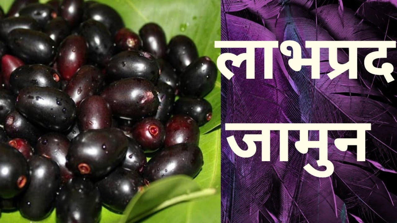 लाभदायक जामुन , जामुन खाने के फायदे | जामुन के फायदे | Benefits of ...