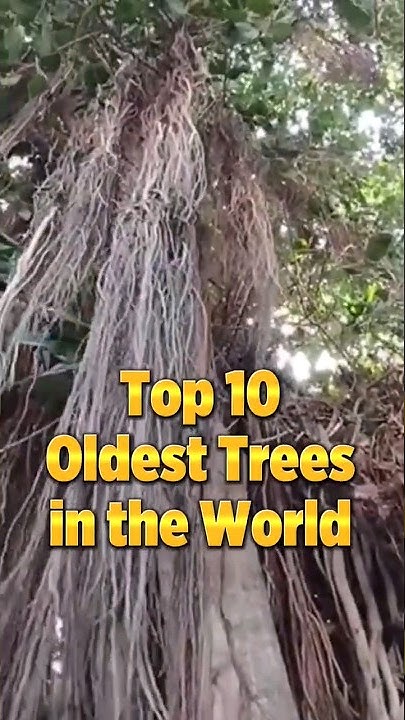 Top 10 OLDEST TREES in The World - YouTube