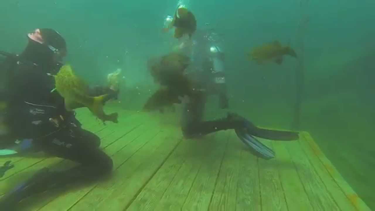 Dive Gilboa September 2015 - YouTube